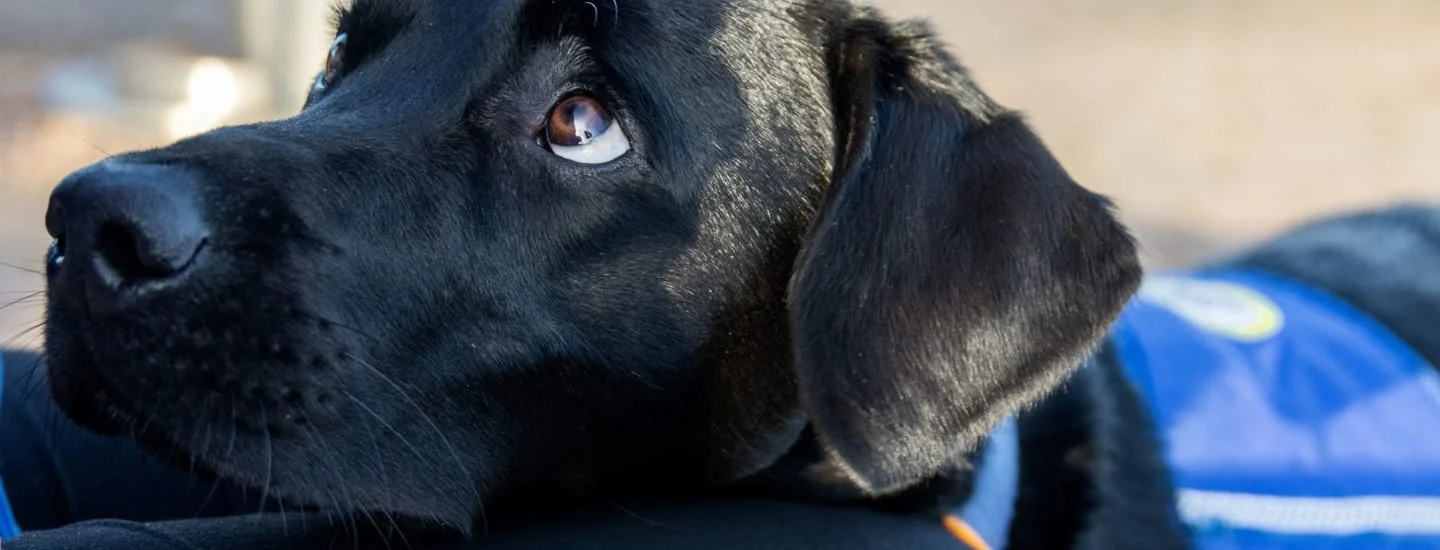 Support Dogs Rompa Partnership Sensory Rooms & Snoezelen® Equipment ...