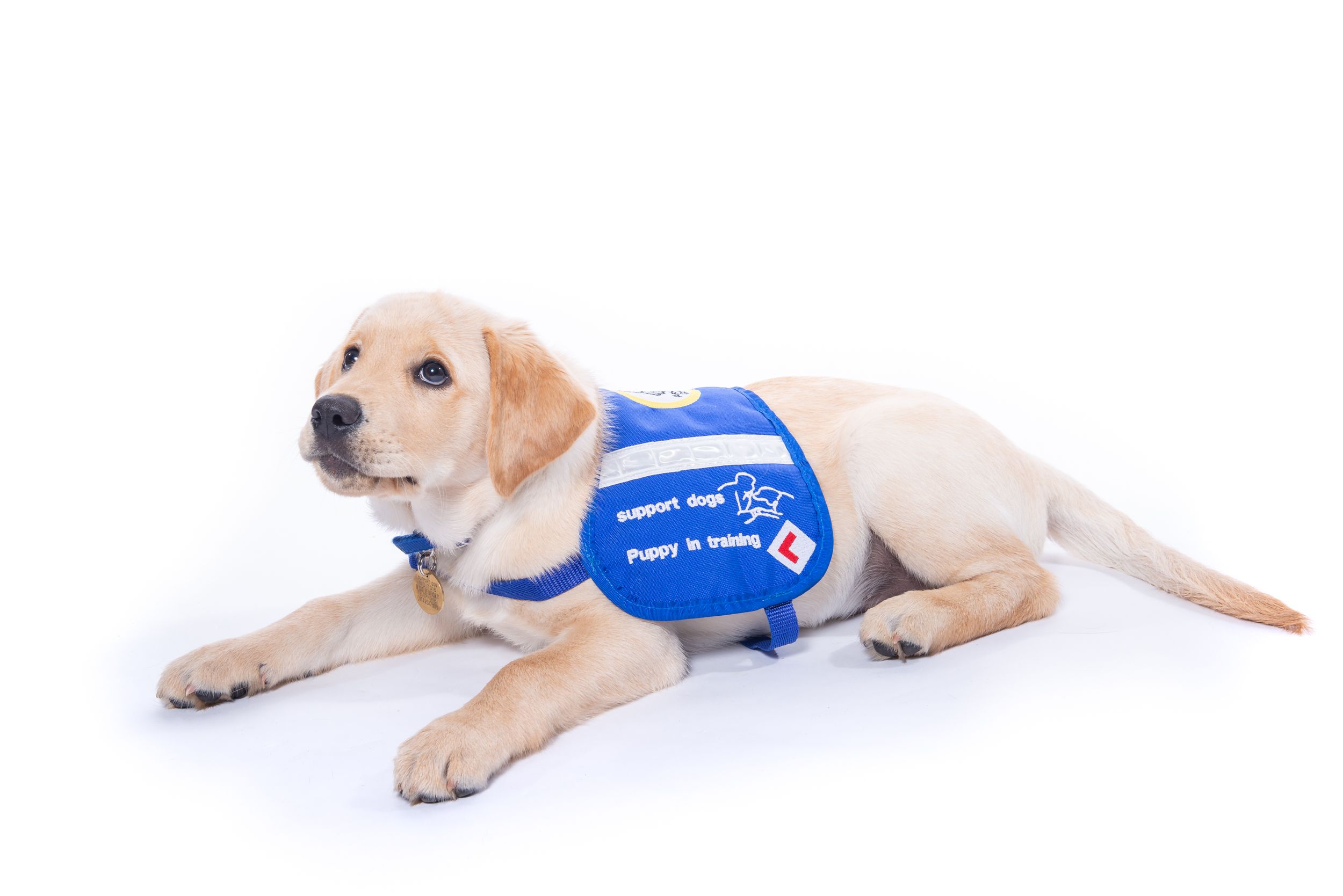 Support Dogs Rompa Partnership Sensory Rooms & Snoezelen® Equipment ...